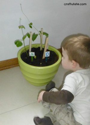 Growing Beans with Kids - Craftulate