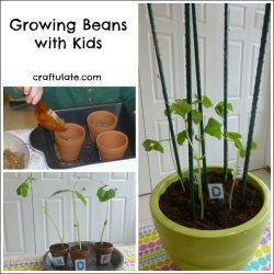 Growing Beans with Kids - Craftulate