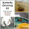 Butterfly Growing Kit - Craftulate
