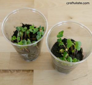 Fast Growing Seeds for Kids - Craftulate